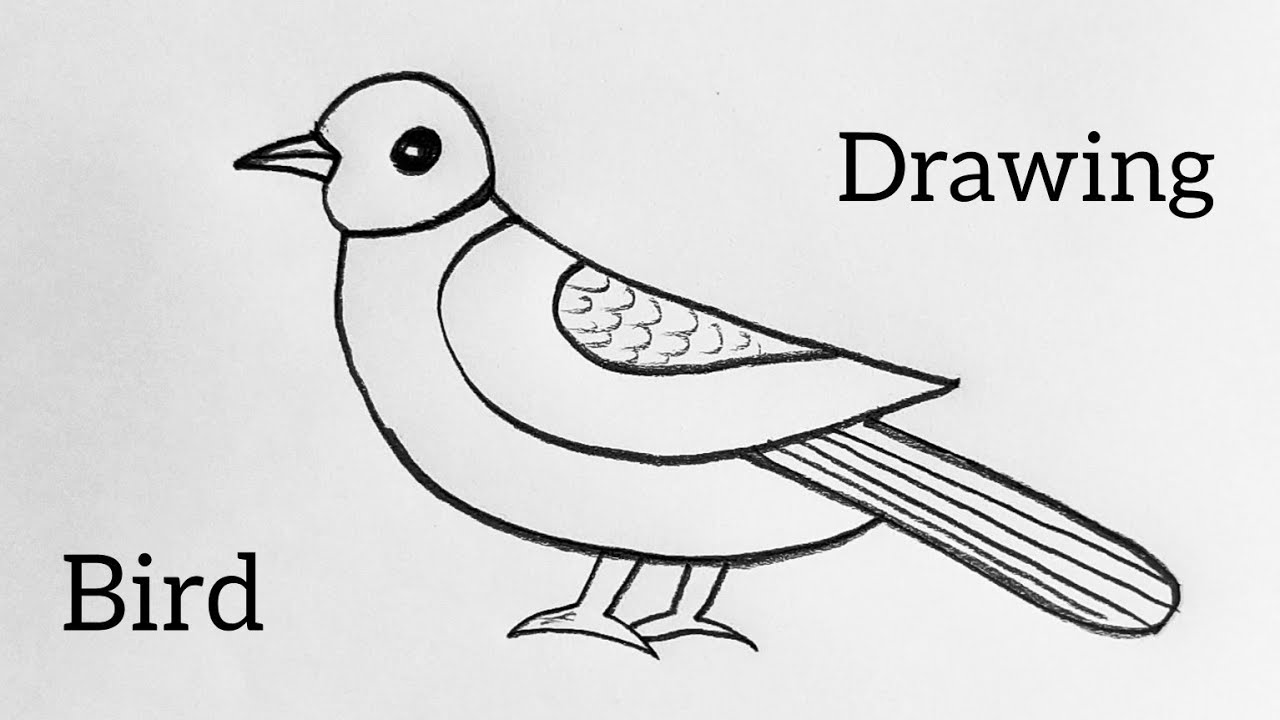 Bird Drawing🐦Bird drawing easy step by step | How to draw a bird ...
