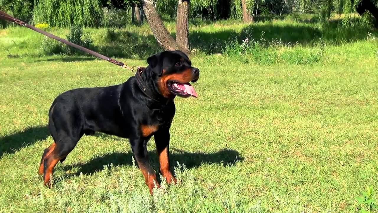 Massive Rottweiler in Stitched leather dog collar with braids for ...