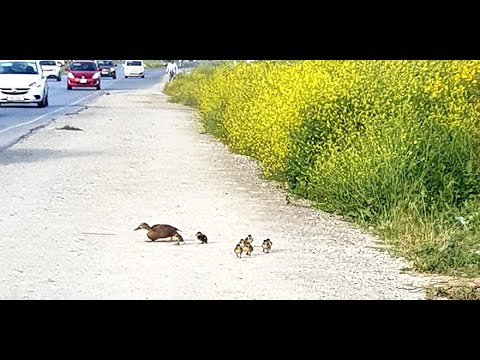 Ördek ve yavrulari yola cikinca arabada durmak zorundayiz Norveç/Bergen
