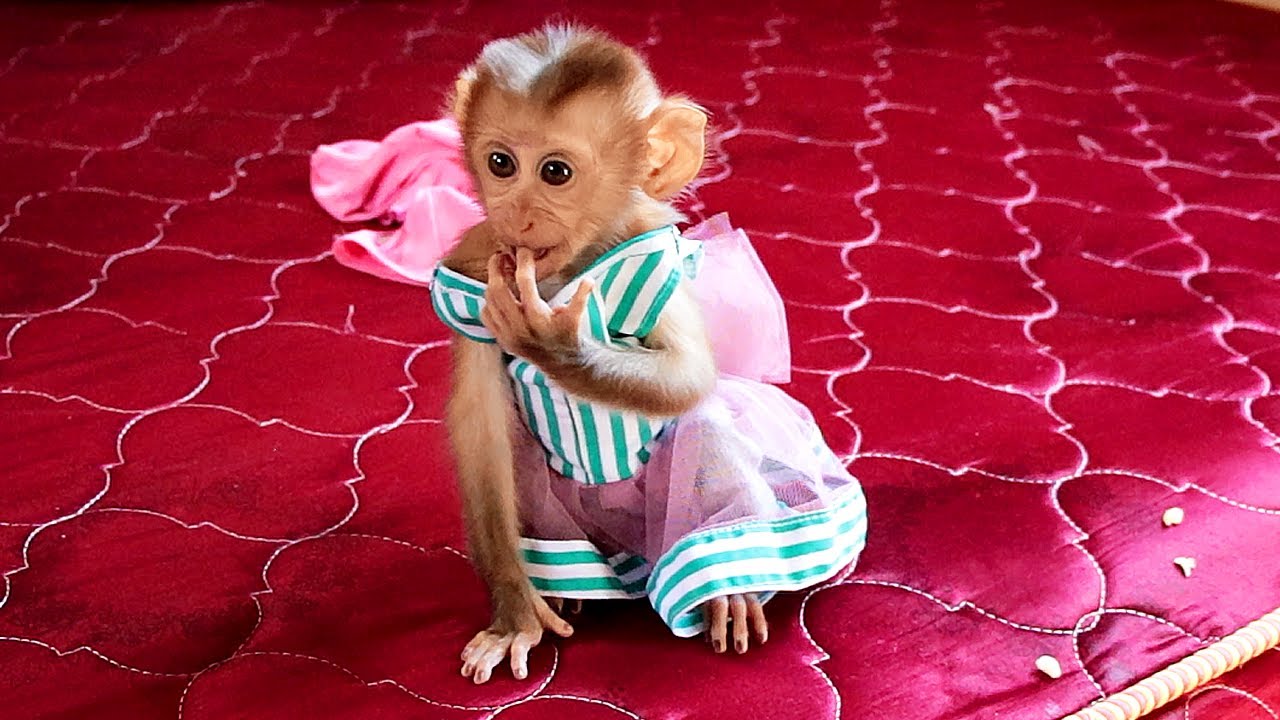 Baby Monkeys In Clothes