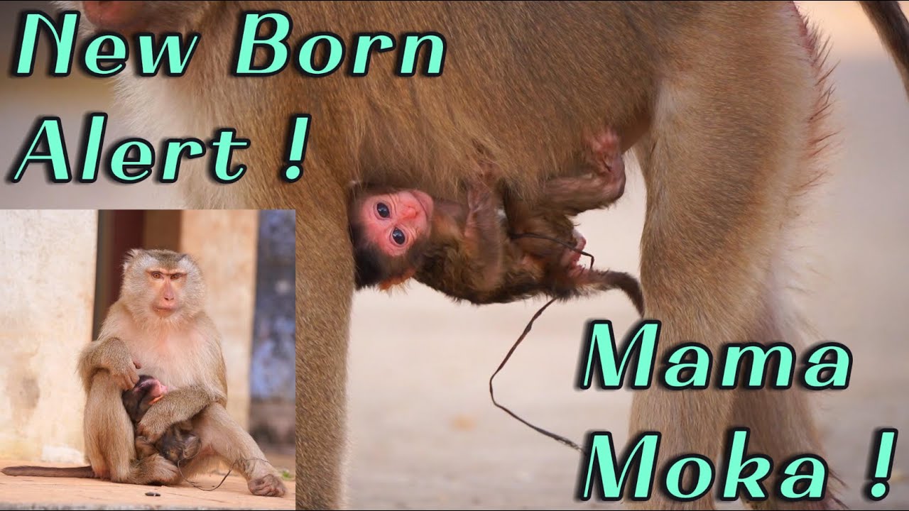 🔴Congratulations Mama Moka | Safe Birth of a Healthy Newborn Baby ...