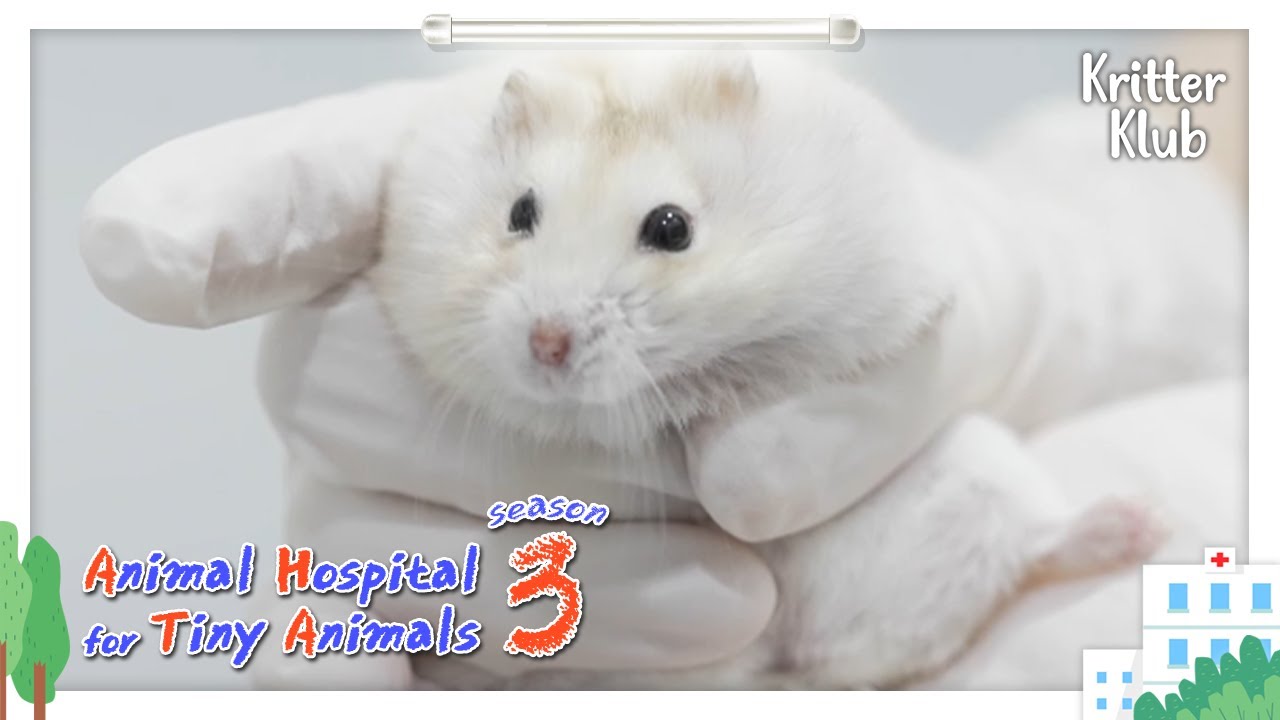 Today's Patient: Dwarf Hamster l Animal Hospital For Tiny Animals 3 ...
