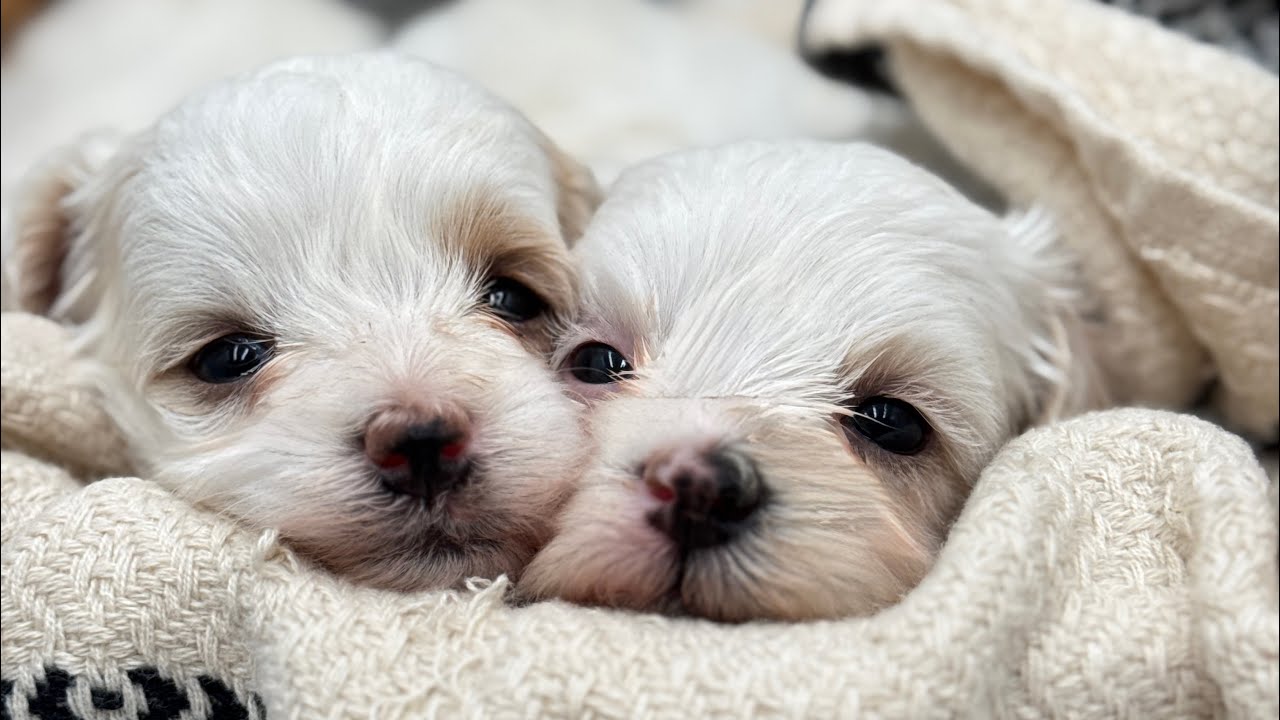 Lucy-Hank 6/9/25 maltipoo puppies 4wks - YouTube
