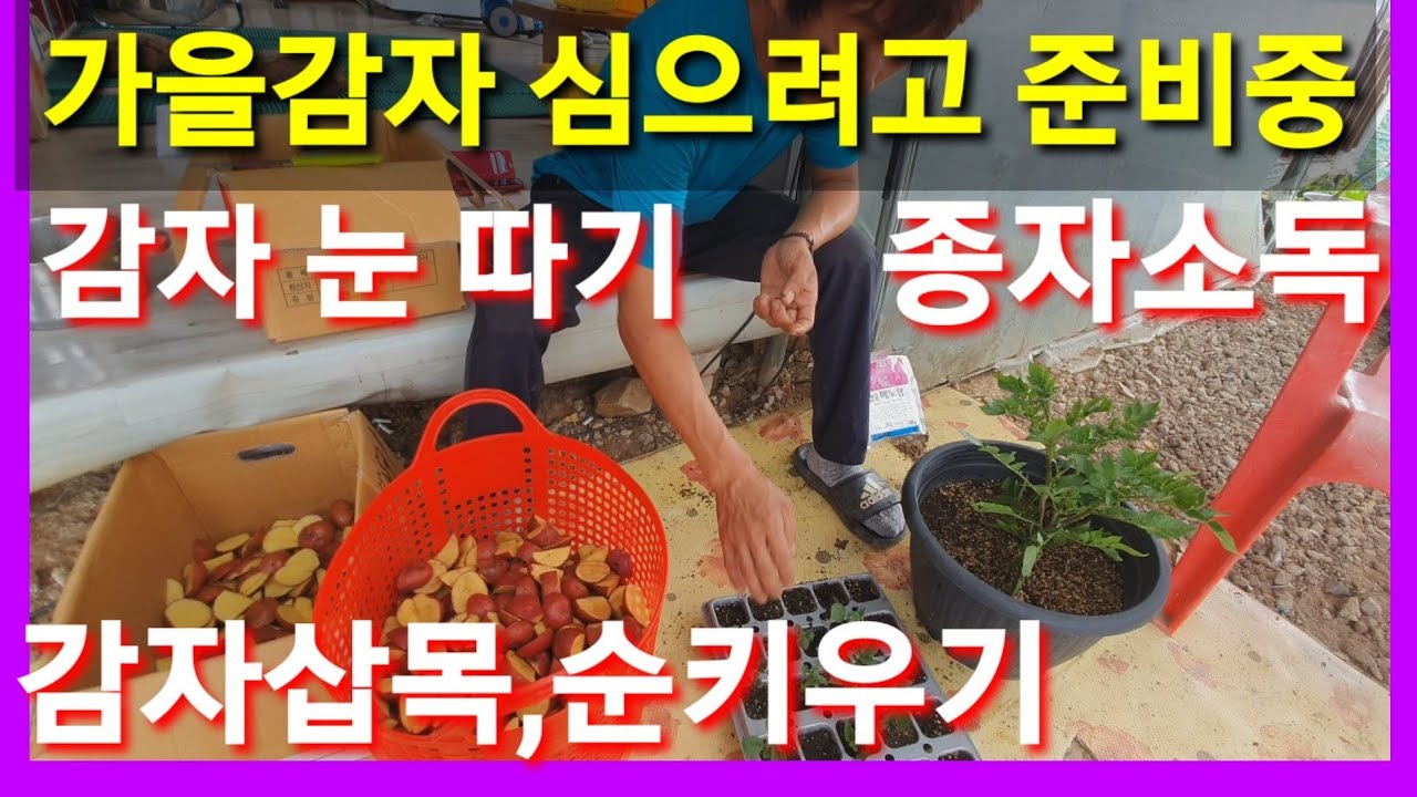 가을감자 심을준비 합니다홍감자 자주감자 빨간감자 감자눈자르기 자색감자 붉은감자 감자가격 소독약 살균제 소독제 귀농 귀촌 농사