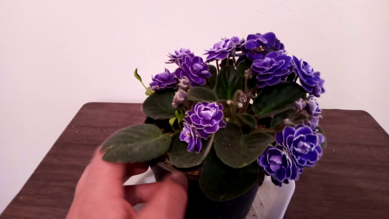 Violeta africana doble - YouTube