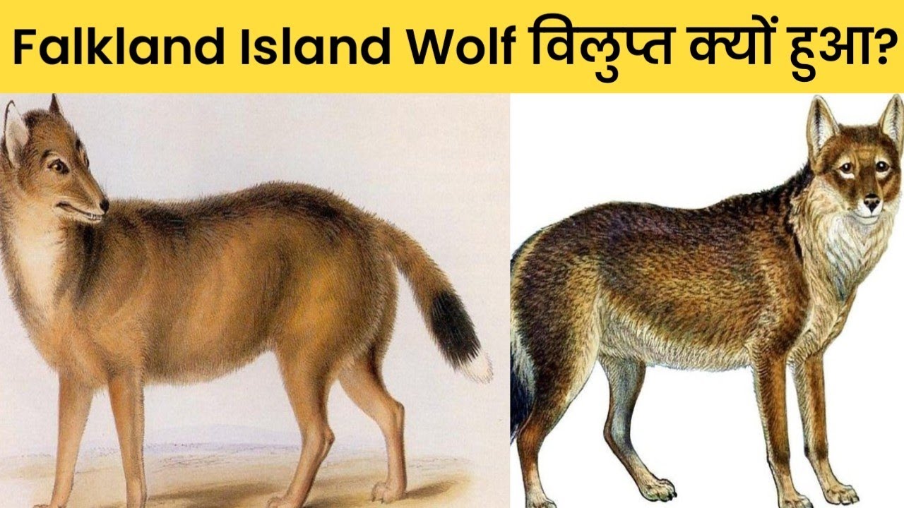 Falkland Island Wolf विलुप्त कैसे हुआ? - YouTube