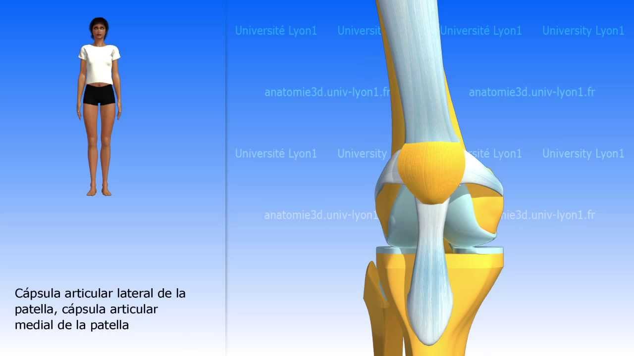 La patella - YouTube