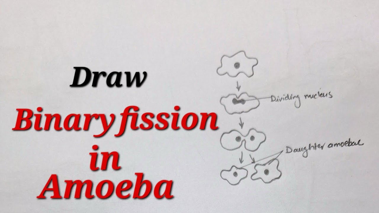 Binary fission in amoeba drawing class 8, Draw binary fission in amoeba ...
