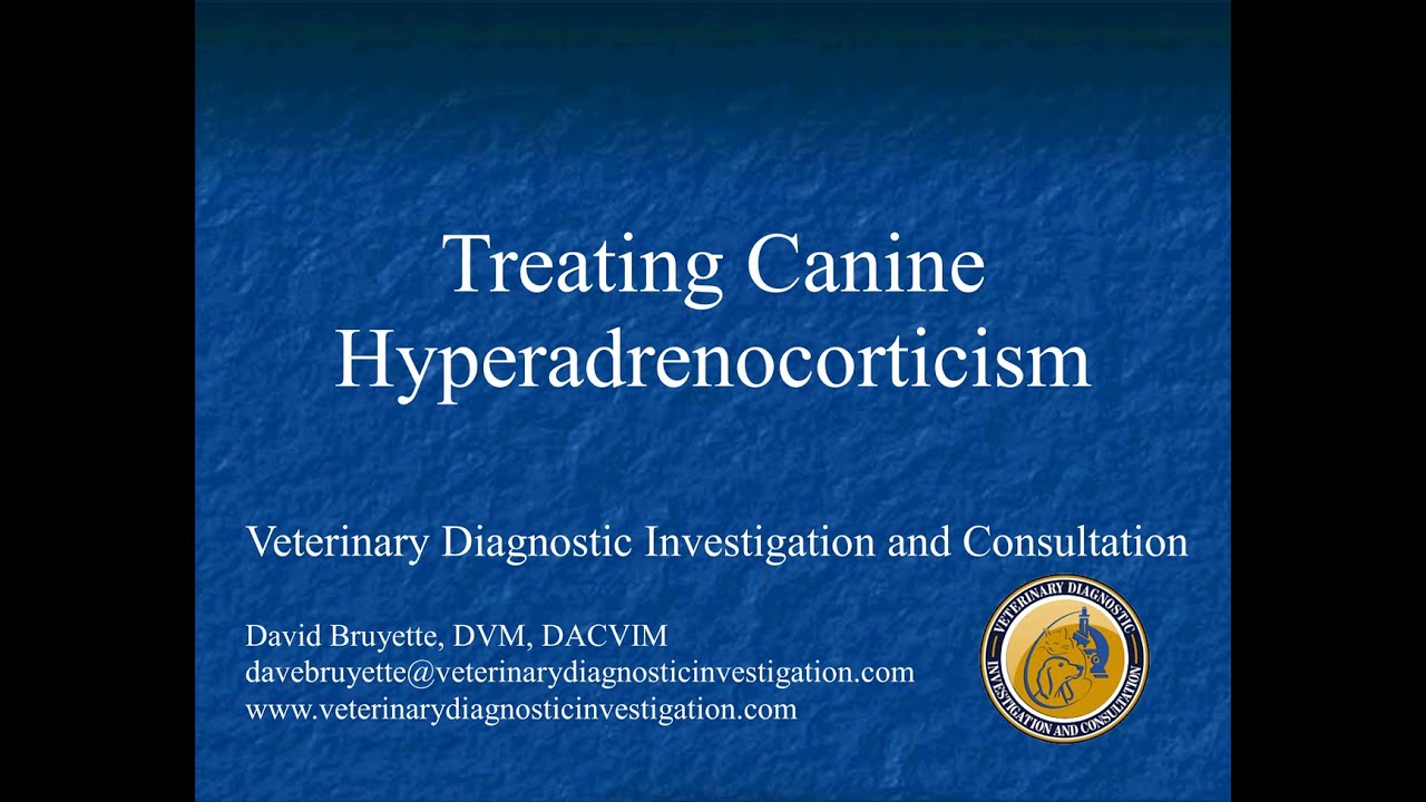 Treating Canine Hyperadrenocorticism - YouTube