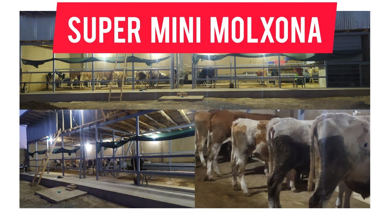 MANABUNI MOLXONA DESA BOLADI 😍 shunchaki klasss 👍👍mini molxonani tuliq ...