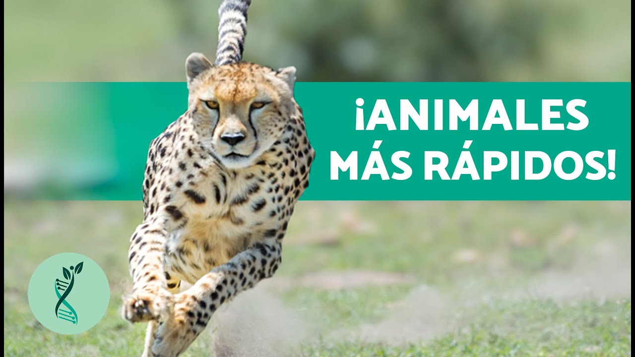 10 ANIMALES Más RÁPIDOS del MUNDO 💨 ¿Cuáles Son los Animales Más ...