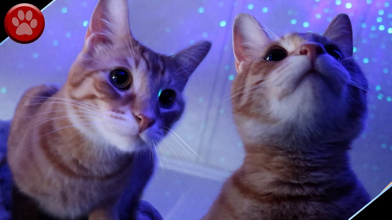 POTAT IS AN INTERESTING CAT... - YouTube