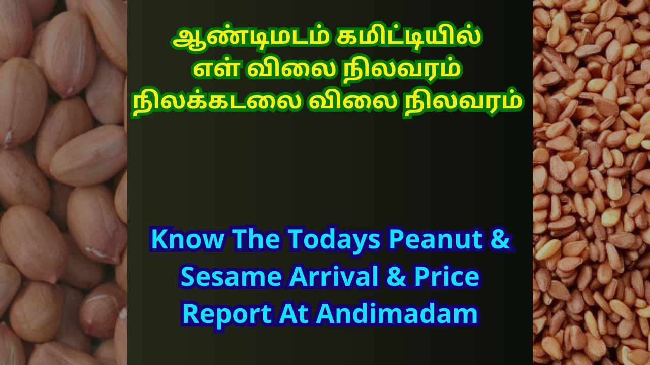 Check Wholesale Peanut, Paddy, and Sesame Rates at Andimadam | 09/07 ...