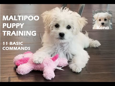MALTIPOO PUPPY TRAINING by 11-year-old BOY - 11 COMMANDS & TRICKS our ...