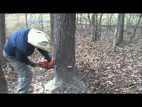 how to fall a tree with a wedge and a chainsaw! - YouTube