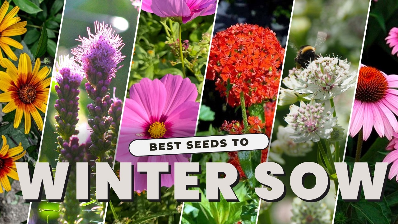 12 BEST Seeds to Winter Sow | Cold Stratification for Stronger ...