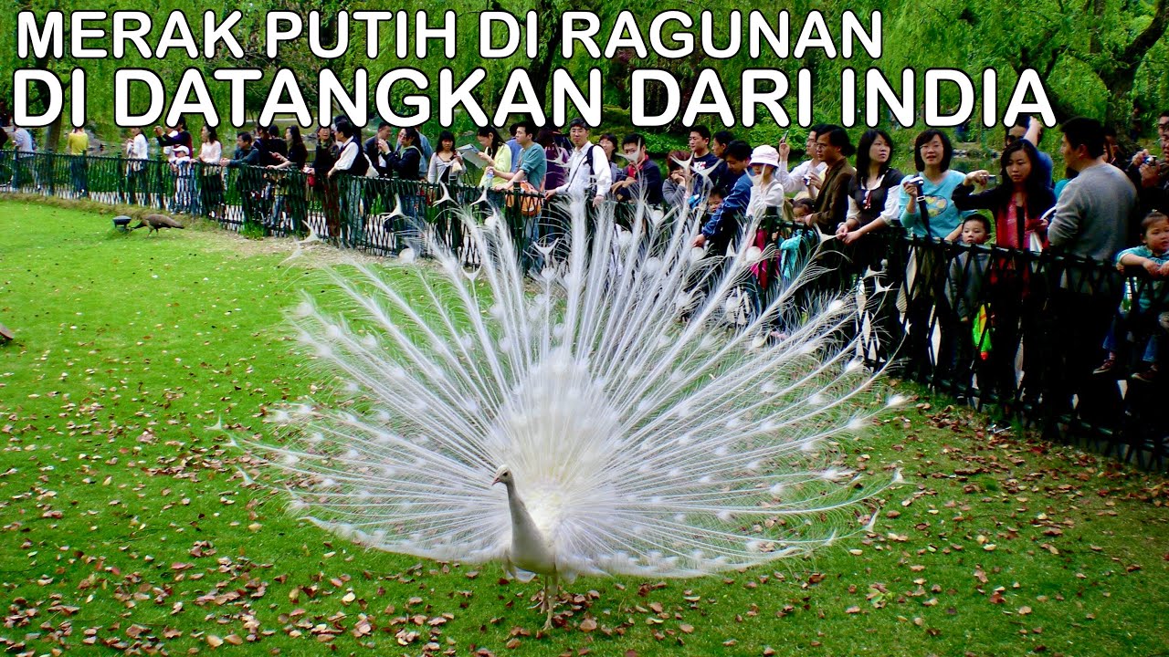 Merak Putih Albino Di Kebun Binatang Taman Margasatwa Ragunan Jakarta ...