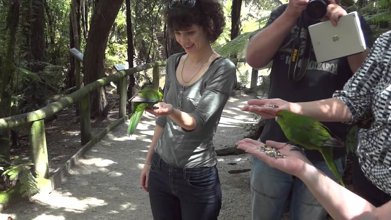New Zealand 2014 - Otorohanga Kiwi House & Native Birds - YouTube