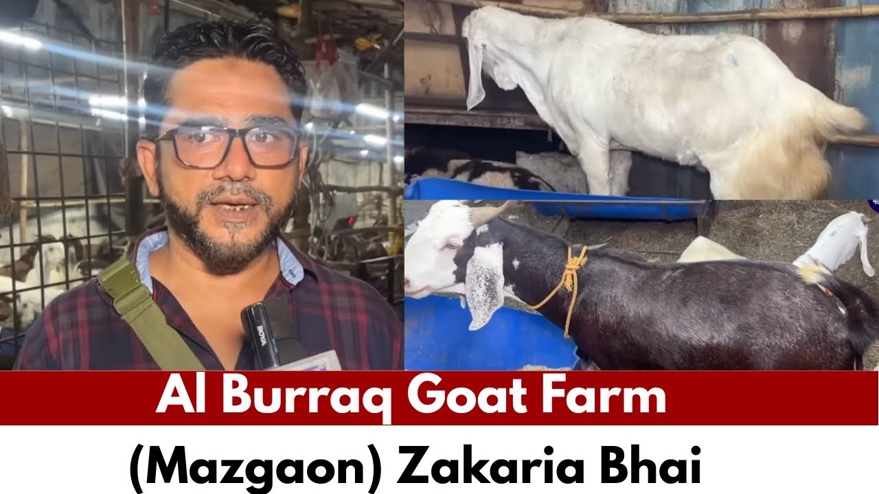 Al Burraq goat farm (Mazgaon) Zakaria Bhai - YouTube