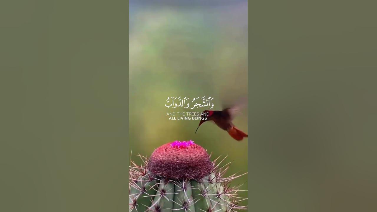 ‏سبحان الله🧎🏻🤍🏔 Youtube