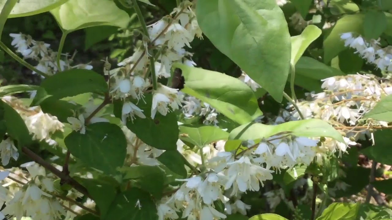 ベニモンカラスシジミ Fixsenia iyonis /Satyrium iyonis 長野県南信濃 2017/05/28 butterfly ...
