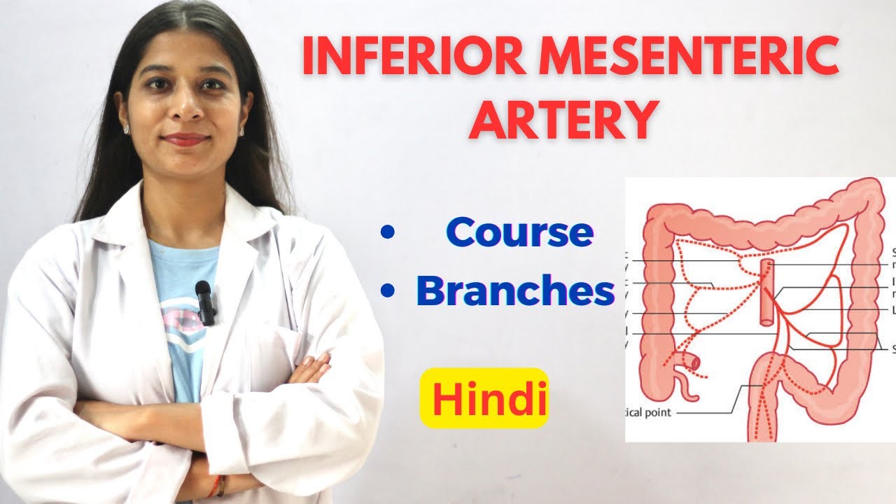 Inferior Mesenteric Artery (IMA) - Easy Written Notes | Course ...