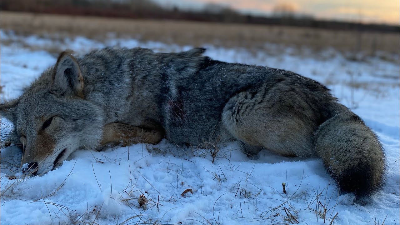 Alberta Coyote Hunt: First and Last Stand!! #hunting #foxpro #predator ...