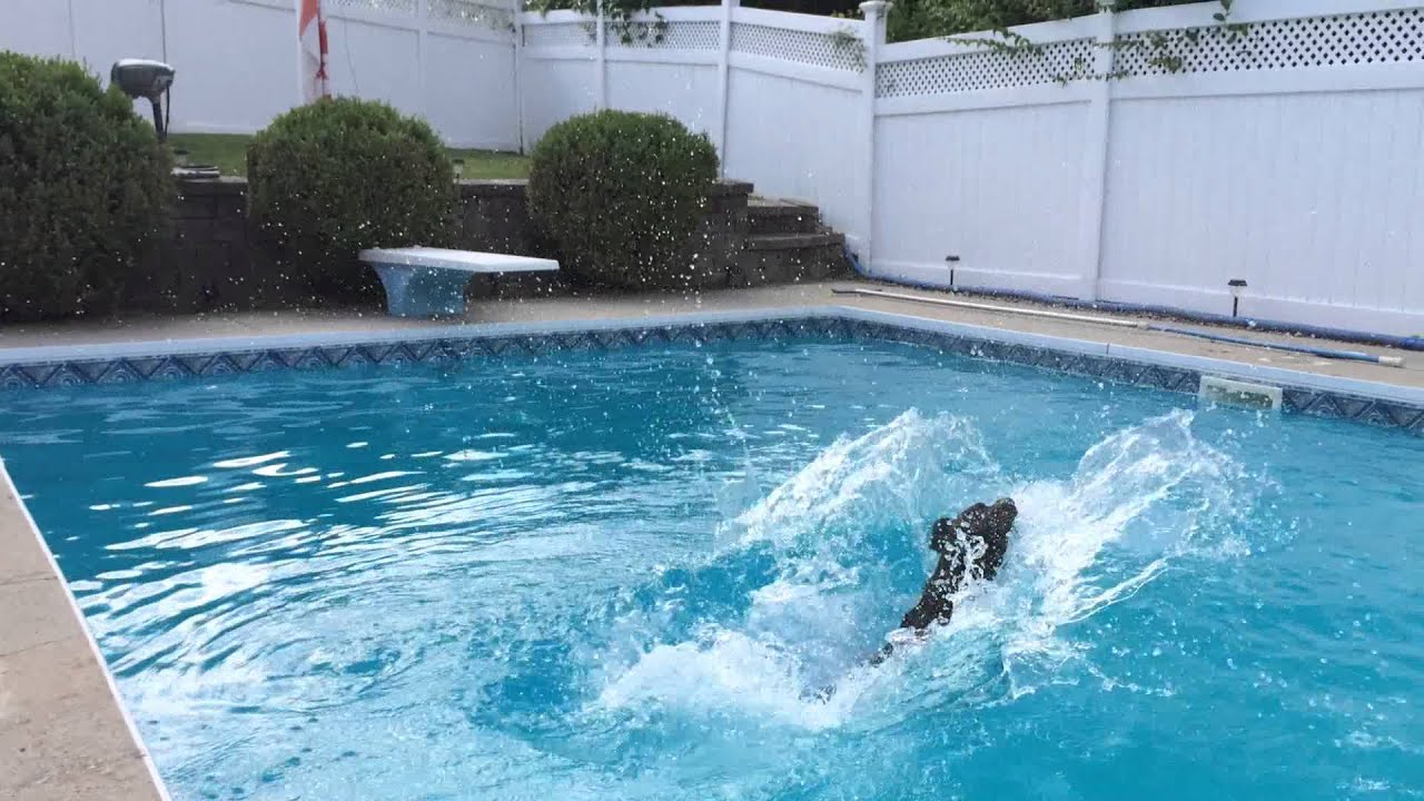 Chocolate Lab Jumping in Pool - YouTube