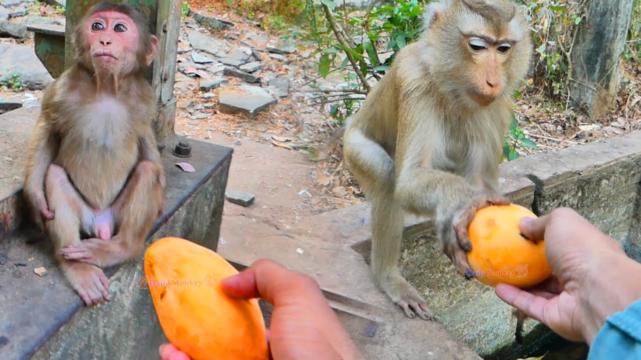 Feed mango to monkeys to eat in the in the evening; they are eating ...