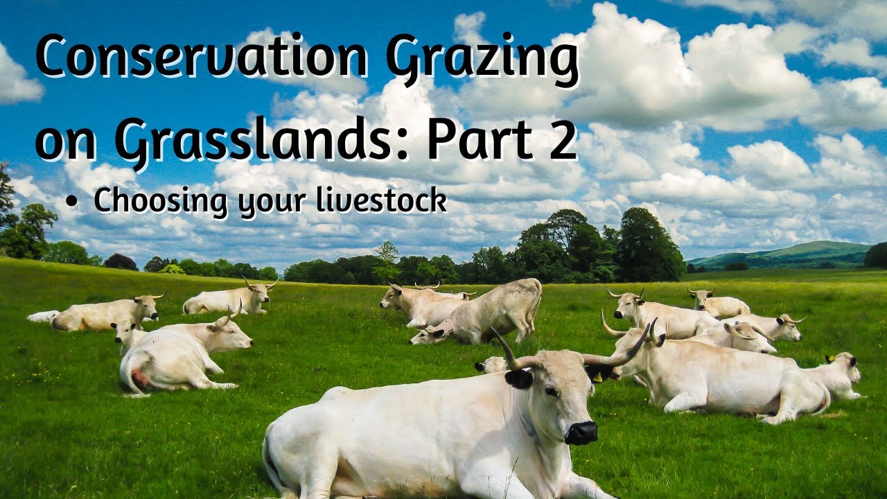 Conservation grazing on grassland (Part 2): Choosing your livestock ...