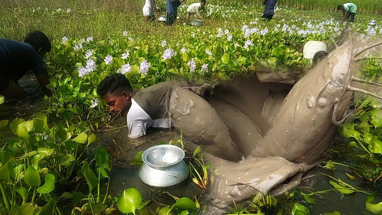 Unique Mud Fishing Video! Find & Catch Snakehead Fish and Catfish Form ...