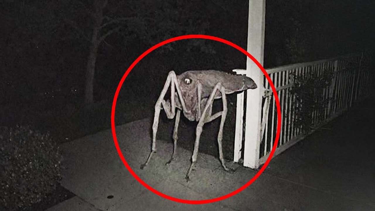 The SCARIEST Cryptid Sightings That Prove They're Among Us - YouTube