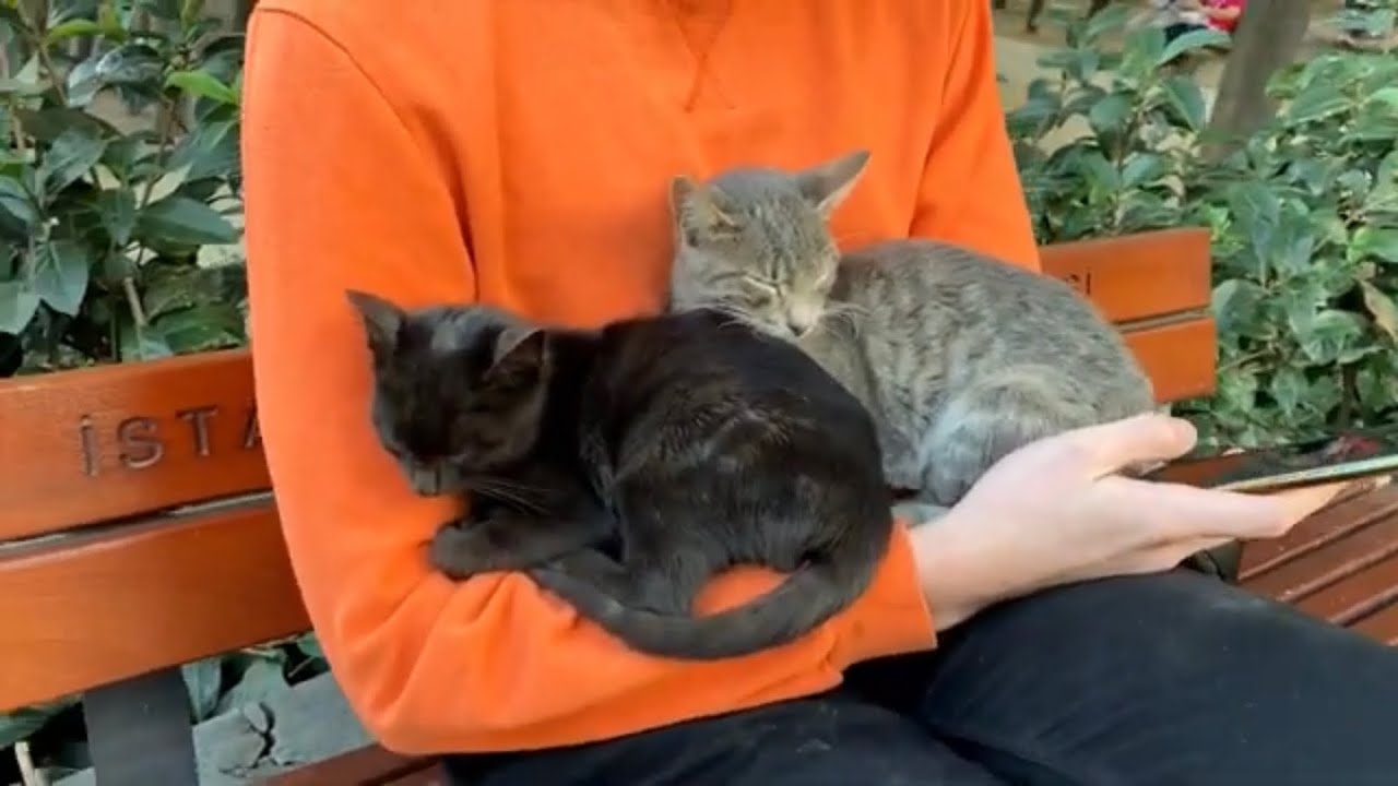 Animals that will charge you with positivity 🥰Animals in Turkey - YouTube