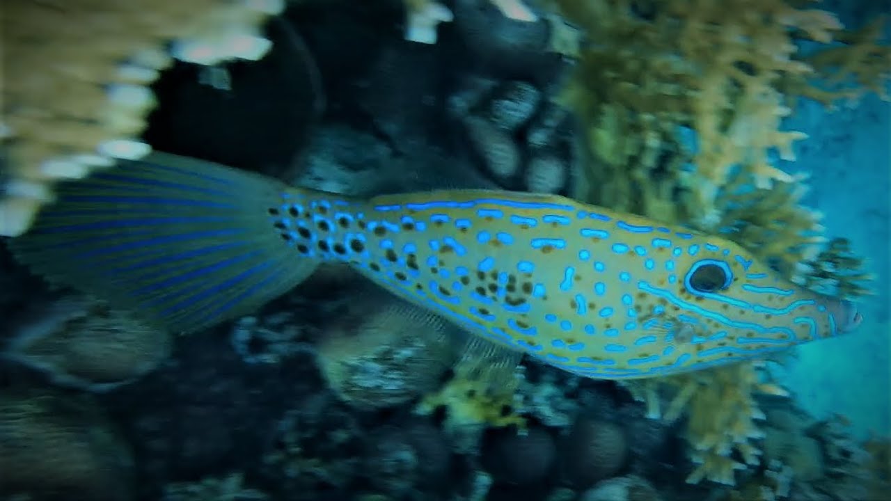 Scrawled filefish (broomtail filefish, scribbled leatherjacket ...
