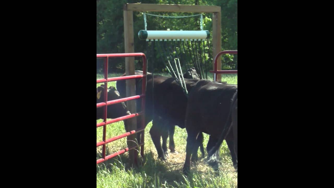 Cattle Curtain - YouTube