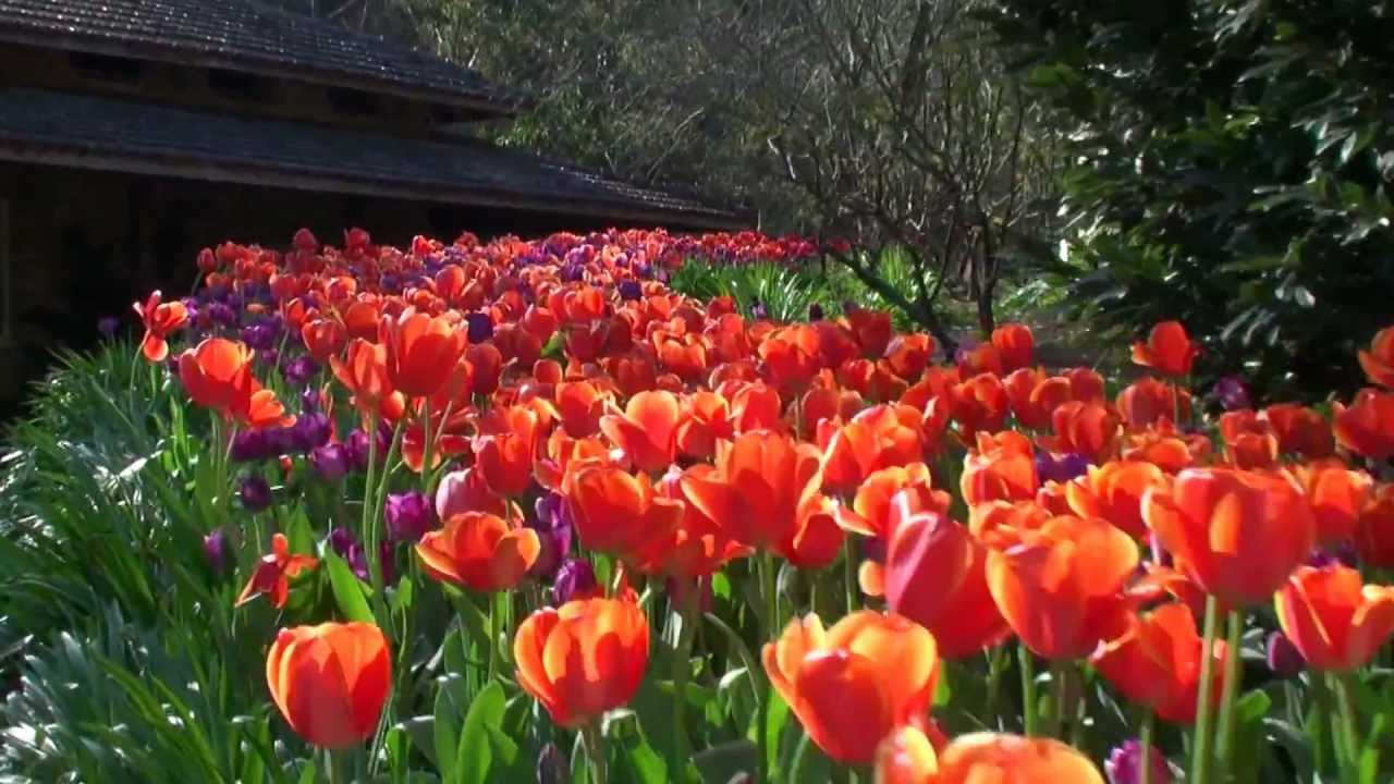 Tulip Paradise in Araluen Park, Perth, Western Australia - YouTube