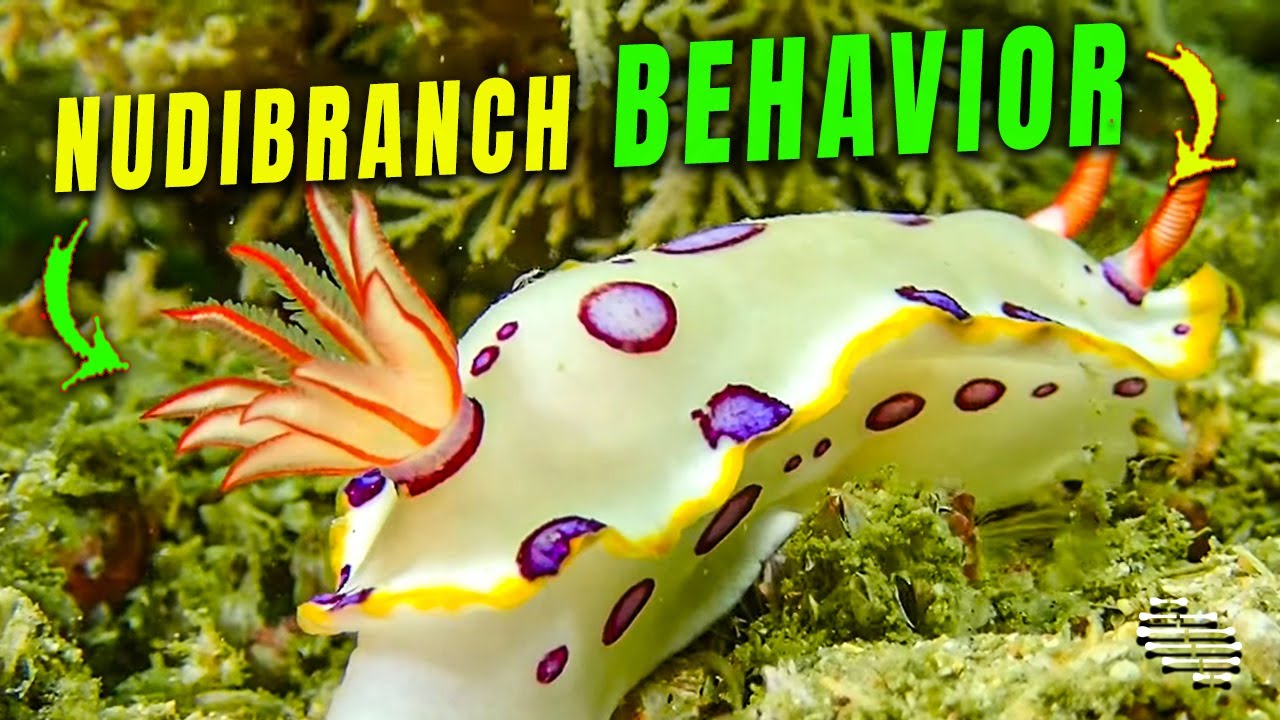 Nudibranch Behavior Captured on Video - YouTube