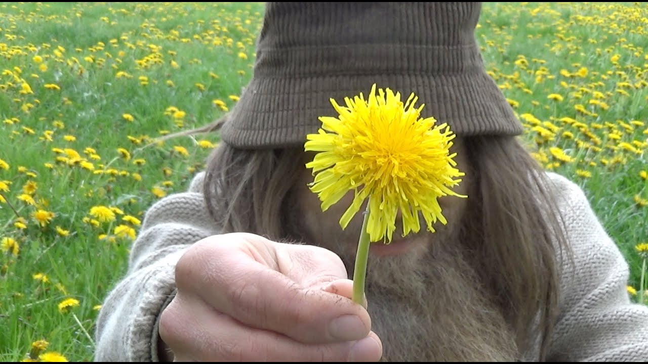 LÖWENZAHN BASIC INFOS - YouTube