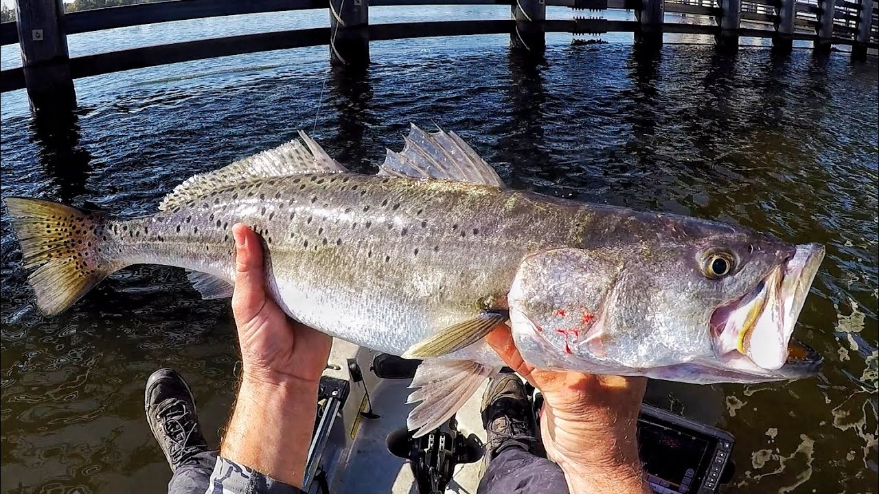 I Witnessed a Massive Trout Migration! (Yak Fishing the River) - YouTube