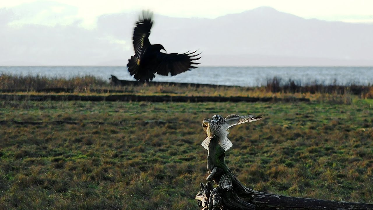 Short-eared Owl attacked by crow - YouTube