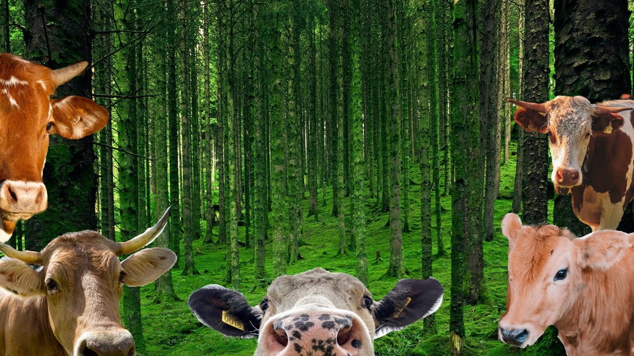 Cow Sounds - Learn About Cows - Farm Animal Sounds - YouTube