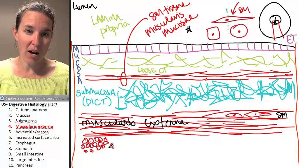 Digestive histology 4- Muscularis externa - YouTube
