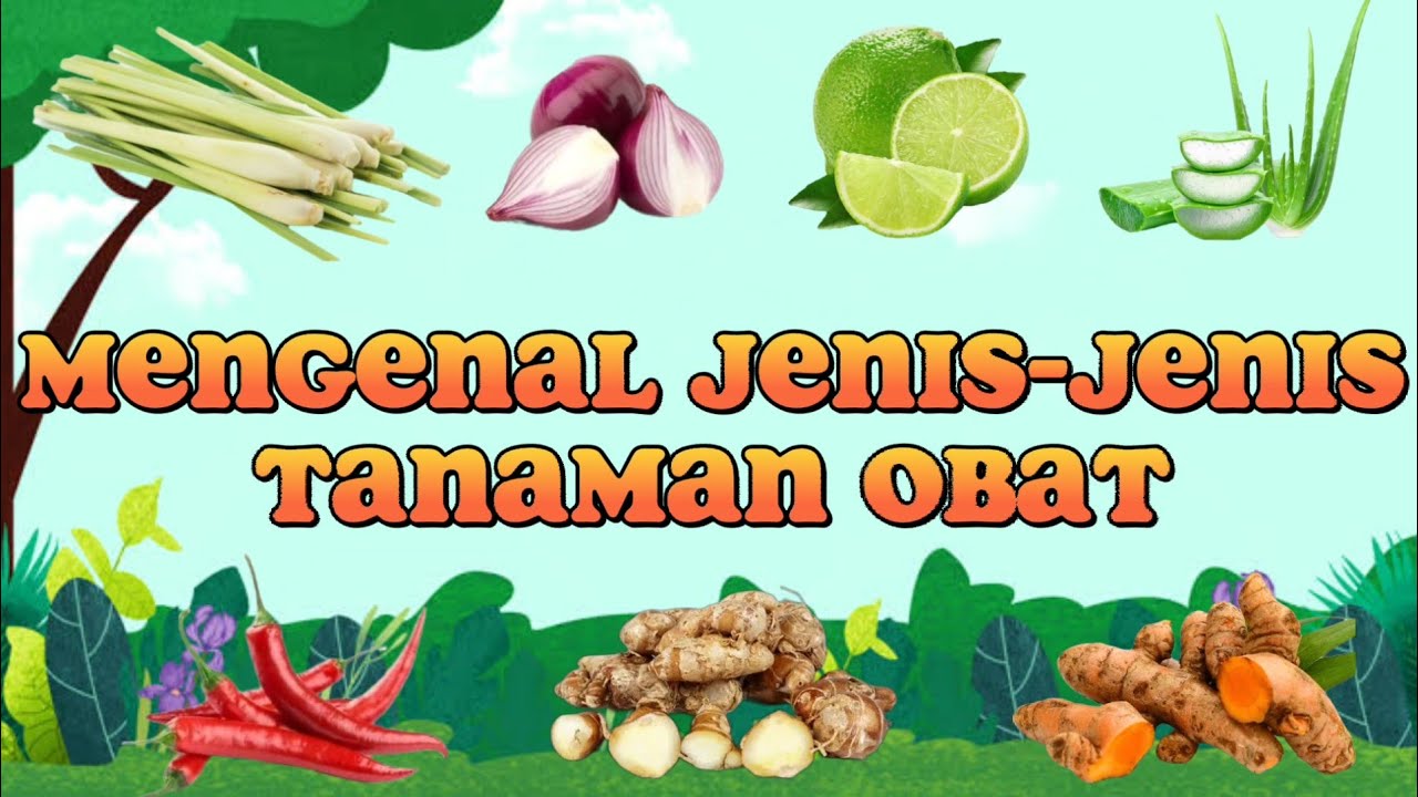 Mengenal Jenis-Jenis Tanaman Obat || @cheerfulkids_risnakirana tanaman ...