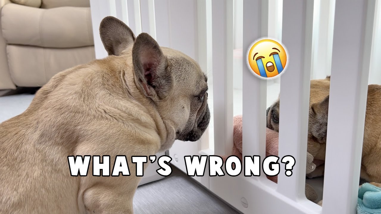 My Dog Isn't Happy...This Is What We Did - YouTube