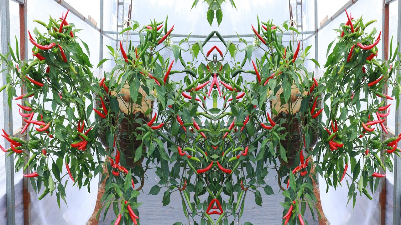 How to grow chili hanging upside down on the terrace to produce a lot ...