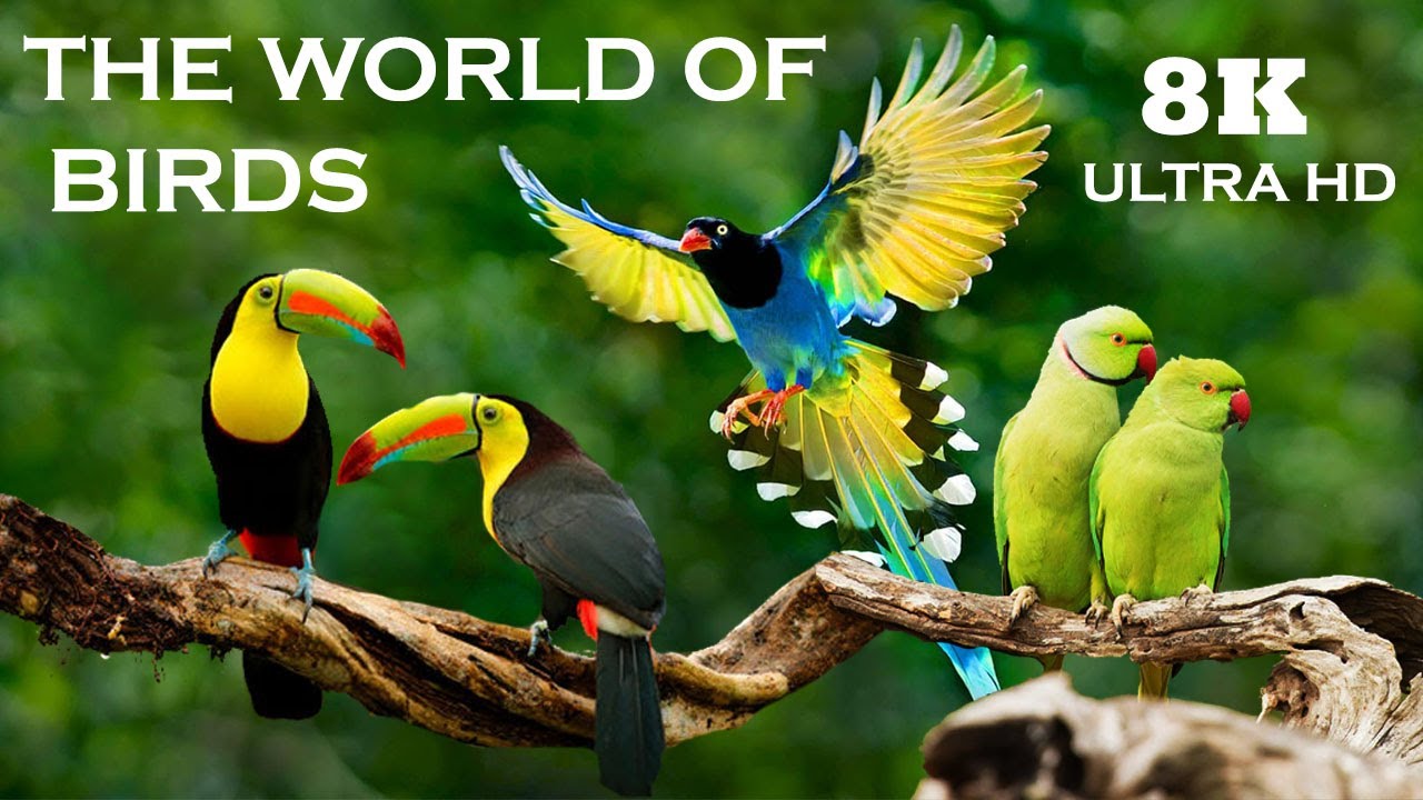 THE WORLD OF BIRDS in 8K ULTRA HD | Colorful & Beautiful Bird Sounds ...