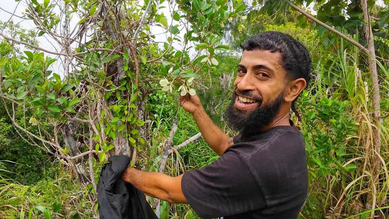 Discovering The White Tagimoucia (Medinilla Flower) Only Found In ...