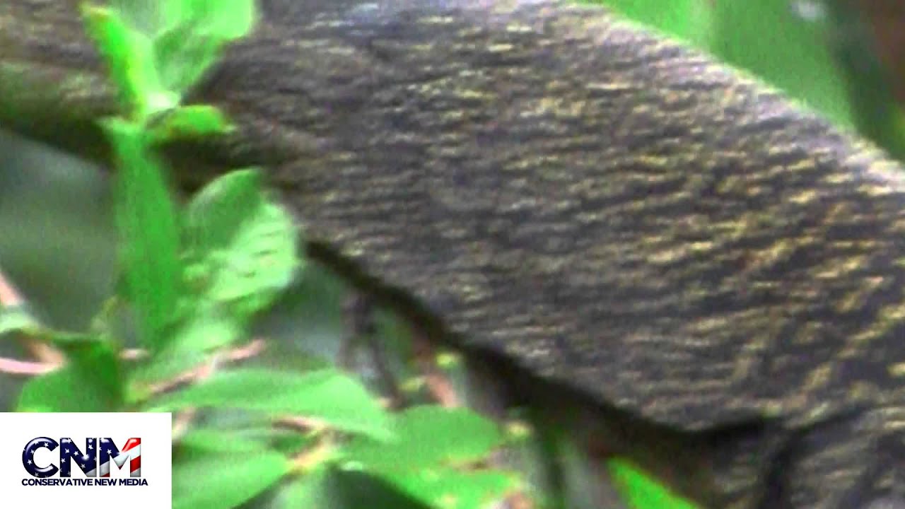 Crocodile Monitor Lizard in a Tree! - With Close-ups in 1080P HD - YouTube