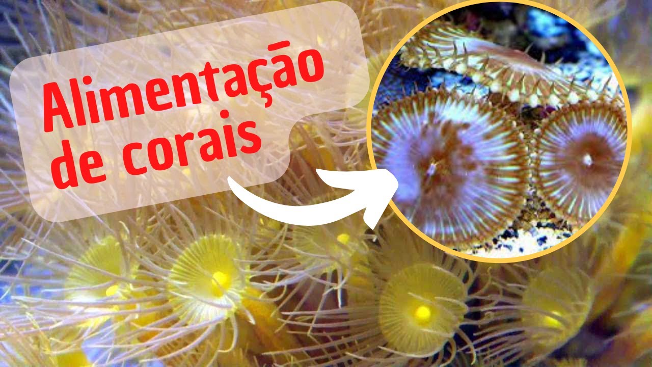ALIMENTAÇÃO DE CORAIS - CORAL SE ALIMENTANDO - YELLOW POLIPS - PALYTHOA ...