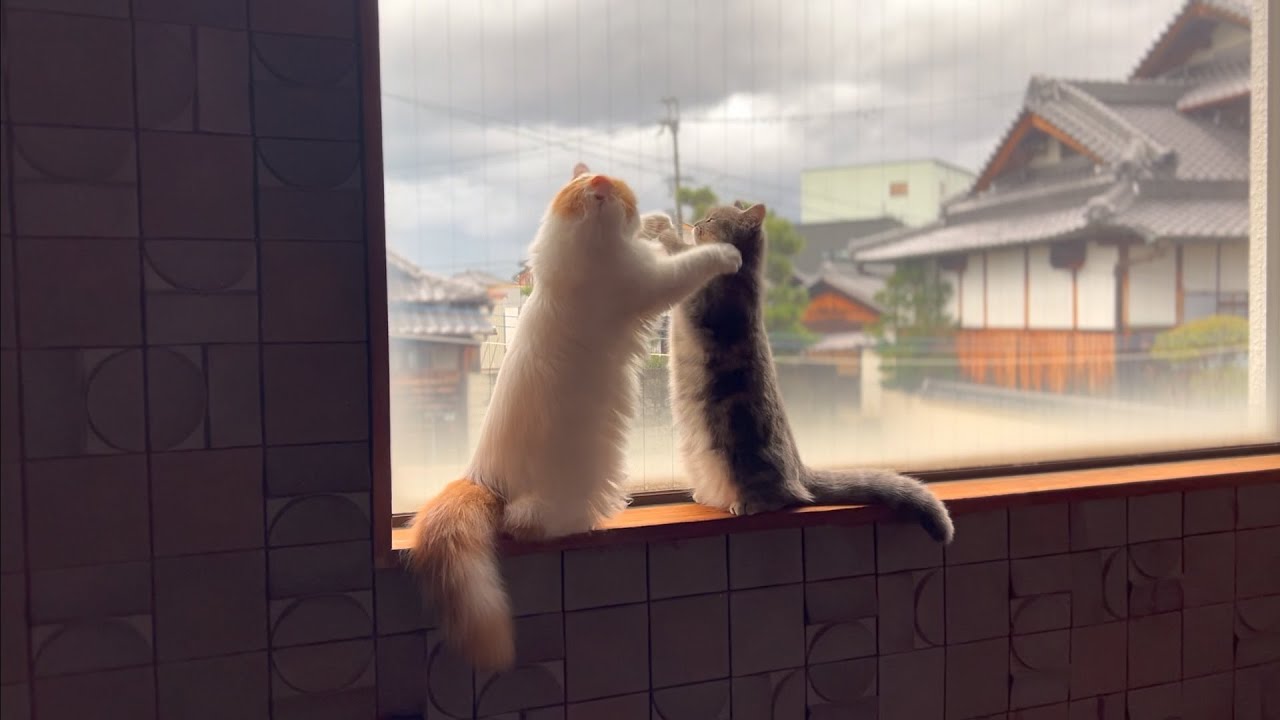 Two cats fight while enjoying the view. - YouTube